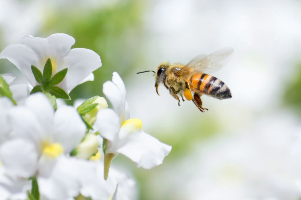 Bee prepared to deal with spring and summer stings | health enews